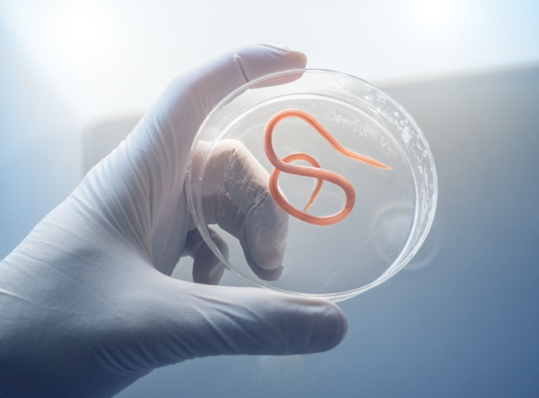 How to Prevent Parasitic Infections in Bali: A Traveler’s Guide