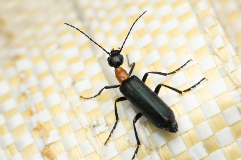 Navigating Bali’s Wildlife: Tomcat Insects and Local Hazards