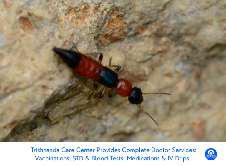 Tomcat Season in Bali – How to Spot, Avoid & Treat Stings - Trishnanda ...